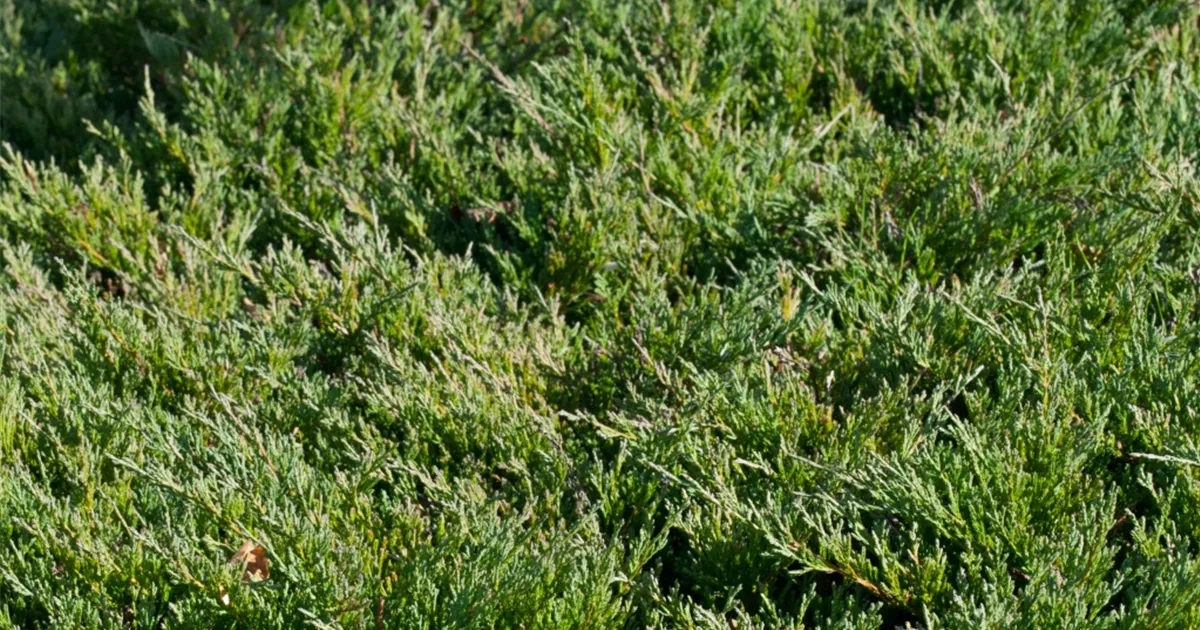 Juniperus horizontalis 'Youngstown' Pflanze, Pflege & Tipps Floragard