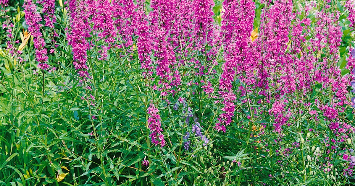 Garten-Ruten-Weiderich 'Dropmore Purple' Pflanze, Pflege & Tipps Floragard