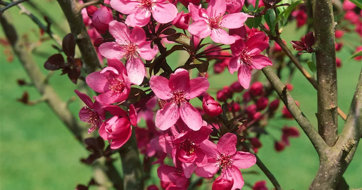 Malus 'Mokum' Pflanze, Pflege & Tipps Floragard