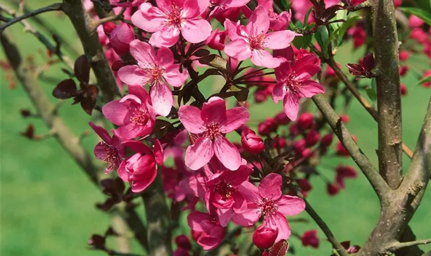 Malus 'Mokum' Pflanze, Pflege & Tipps Floragard