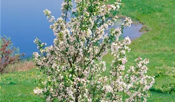 Malus 'David' Pflanze, Pflege & Tipps Floragard