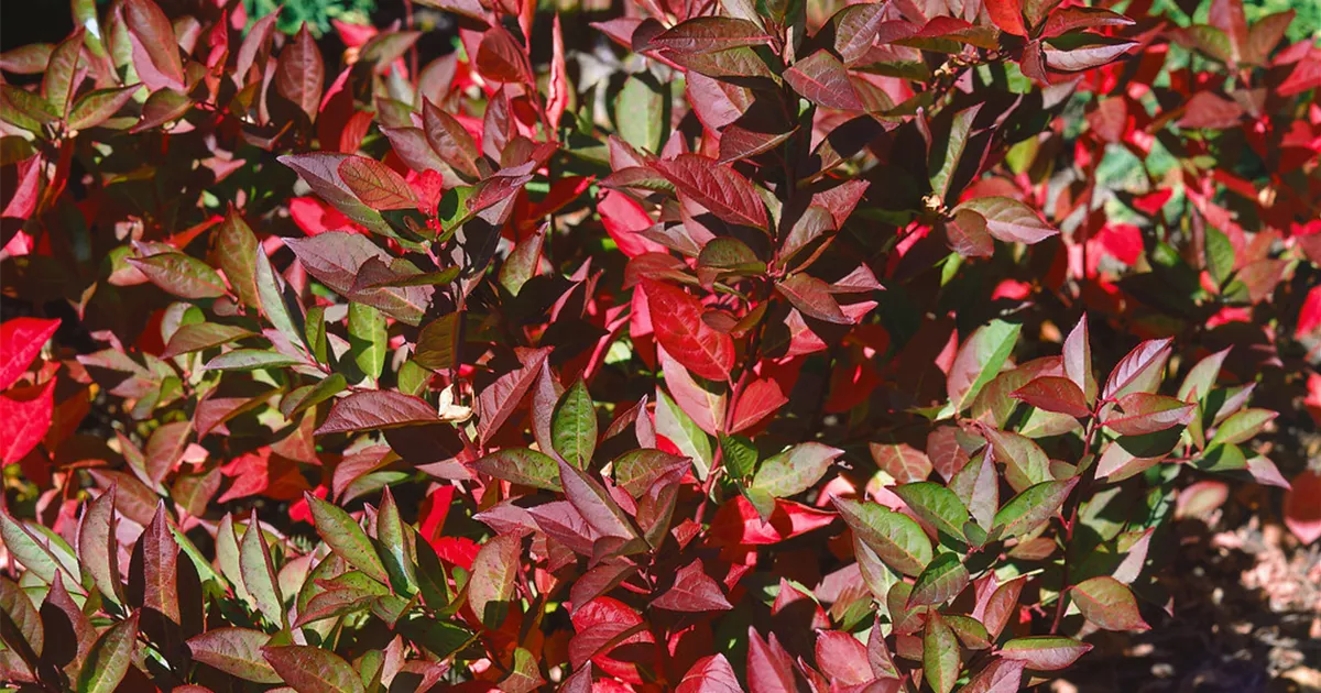 Itea virginica 'Merlot' Pflanze, Pflege & Tipps Floragard