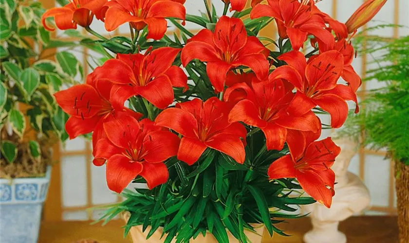 Asiatische Lilie 'Crimson Pixie' Pflanze, Pflege & Tipps Floragard