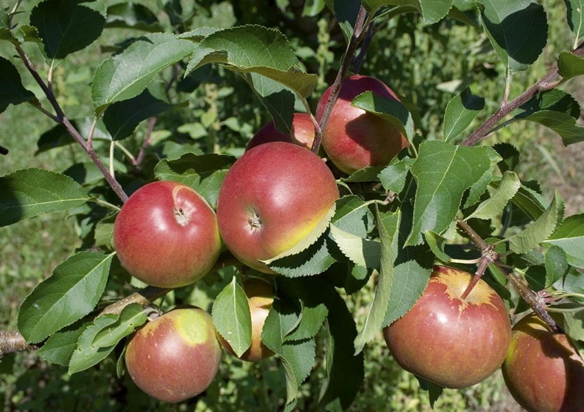 Herbstapfel 'Prinz Albrecht von Preußen' - Floragard Pflanzeninfothek