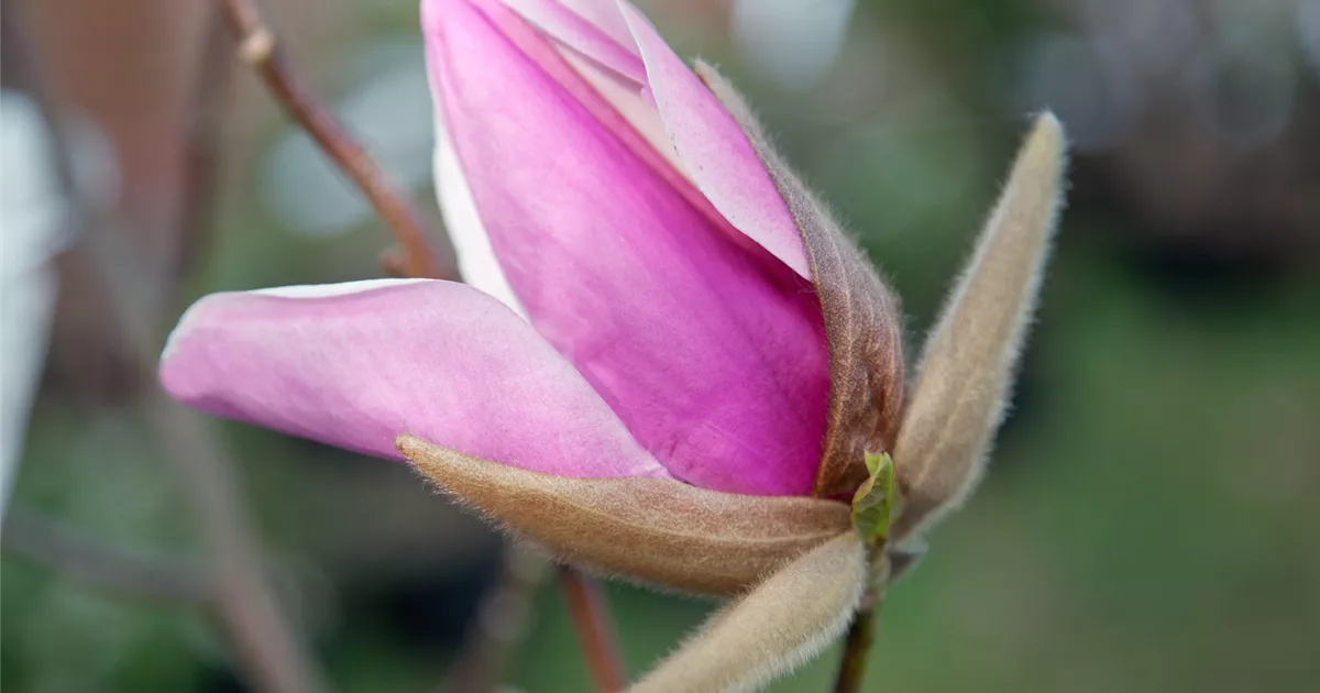 Magnolie 'Atlas' Pflanze, Pflege & Tipps Floragard