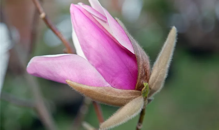 Magnolie 'Atlas' Pflanze, Pflege & Tipps Floragard
