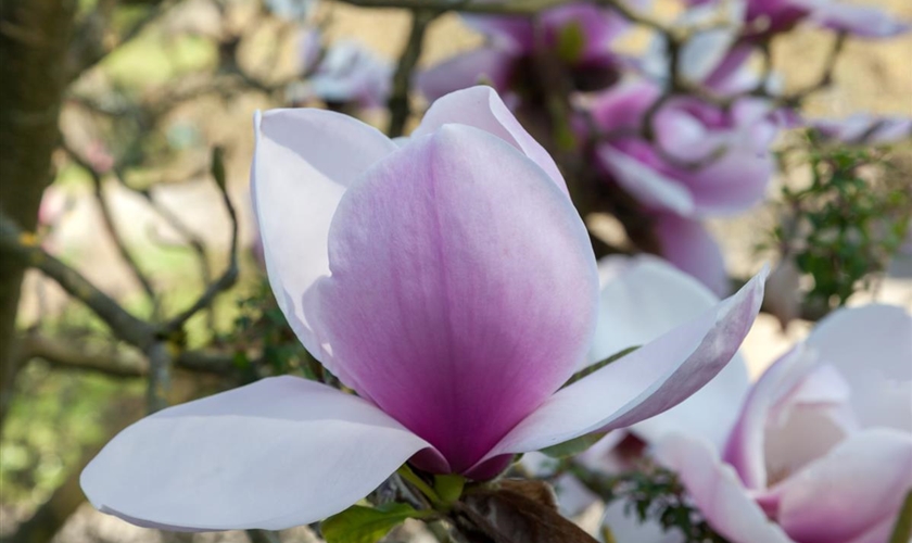 Magnolie 'Atlas' - Floragard Pflanzeninfothek
