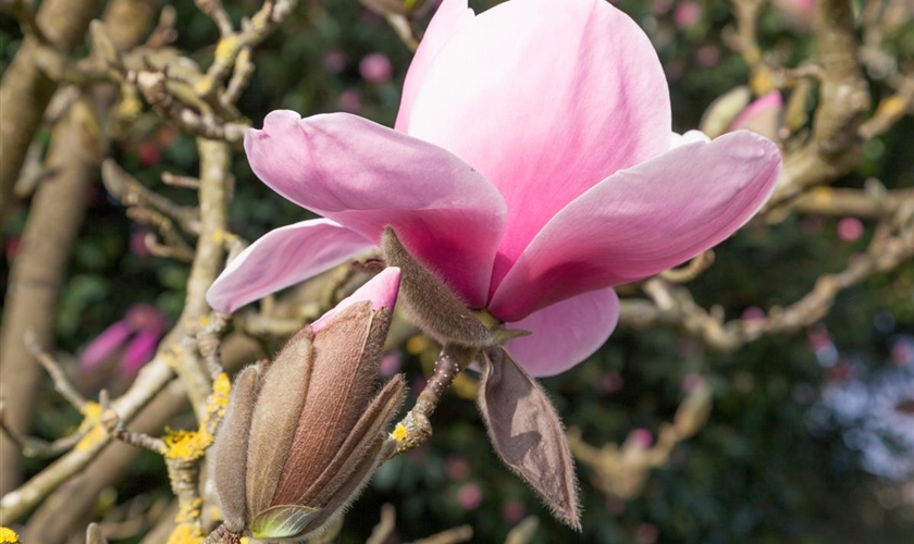 Magnolie 'Atlas' - Floragard Pflanzeninfothek