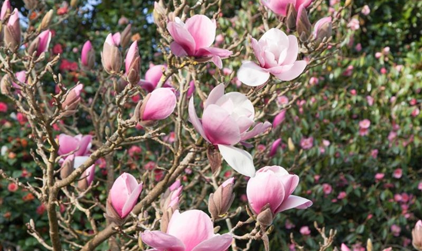 Magnolie 'Atlas' - Floragard Pflanzeninfothek