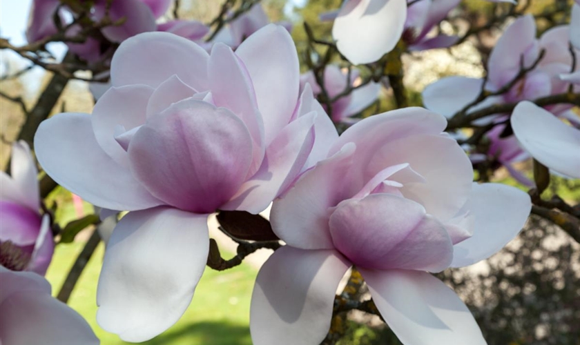 Magnolie 'Atlas' - Floragard Pflanzeninfothek