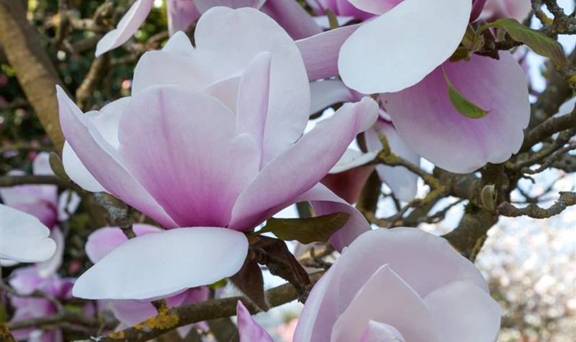 Magnolie 'Atlas' - Floragard Pflanzeninfothek