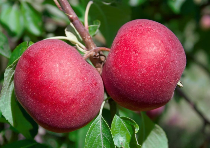 Apfel 'Red Devil' - Floragard Pflanzeninfothek