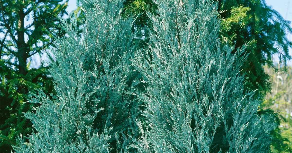 Juniperus virginiana 'Silver Star' Pflanze, Pflege & Tipps Floragard