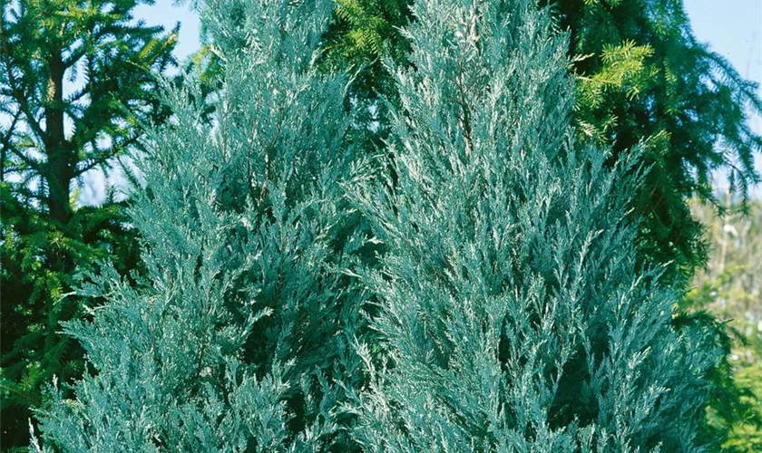 Juniperus virginiana 'Silver Star' Pflanze, Pflege & Tipps Floragard