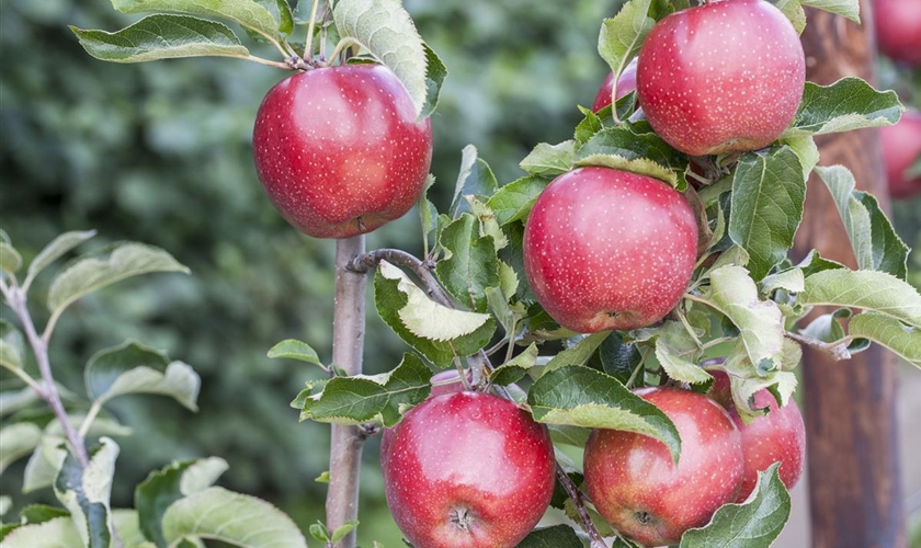 Apfel 'Red Prince'® - Floragard Pflanzeninfothek
