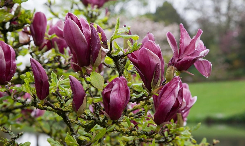 Magnolie 'Burgundy Star' - Floragard Pflanzeninfothek