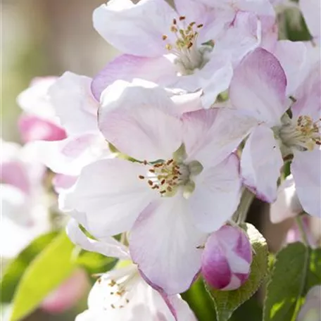 Malus 'David' Pflanze, Pflege & Tipps Floragard