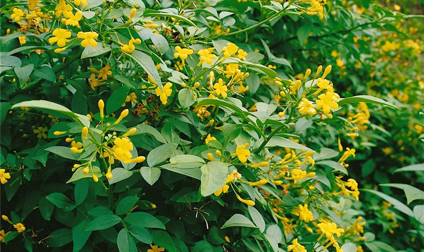 Jasminum humile Pflanze, Pflege & Tipps Floragard
