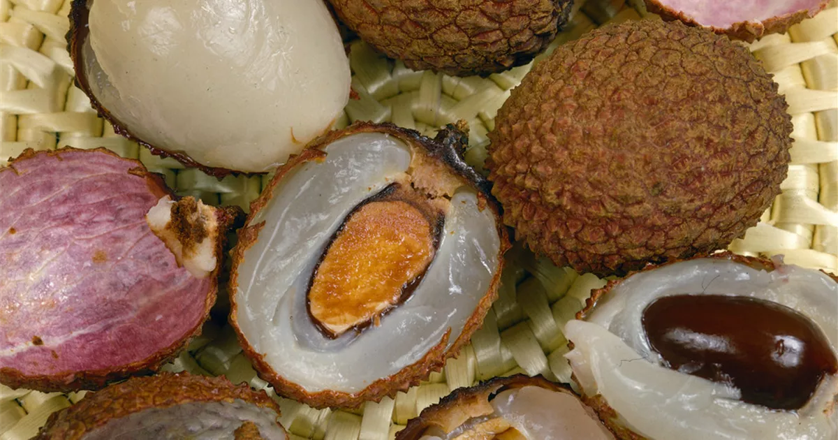 Litschibaum Pflanze, Pflege & Tipps Floragard