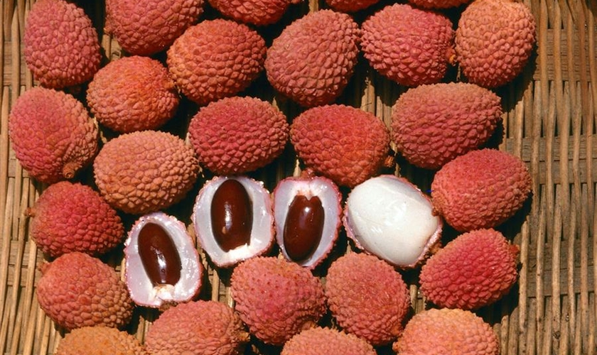 Litschibaum - Floragard Pflanzeninfothek