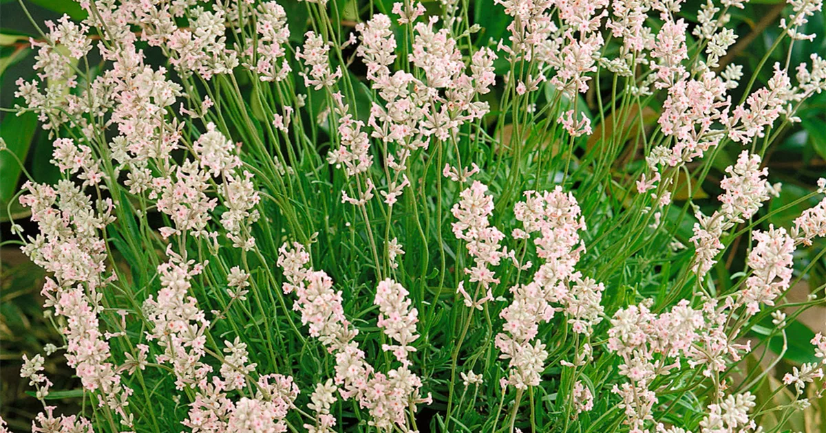 Rosablühender Garten-Lavendel 'Rosea' Pflanze, Pflege & Tipps Floragard
