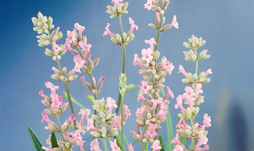Rosablühender Garten-Lavendel 'Rosea' - Floragard Pflanzeninfothek