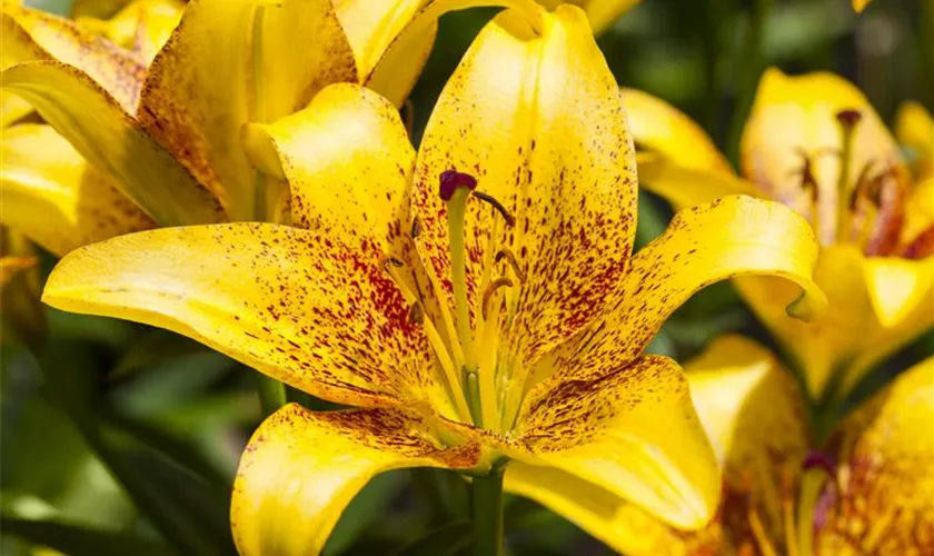 Asiatische Lilie 'Golden Stone' Pflanze, Pflege & Tipps Floragard