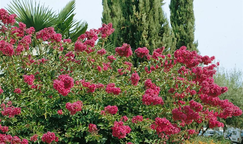 Lagerströmie 'Double Feature'® Pflanze, Pflege & Tipps Floragard