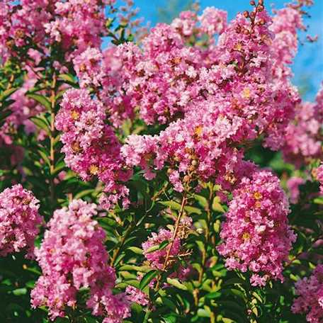 Lagerströmie 'Pink Velour' - Floragard Pflanzeninfothek