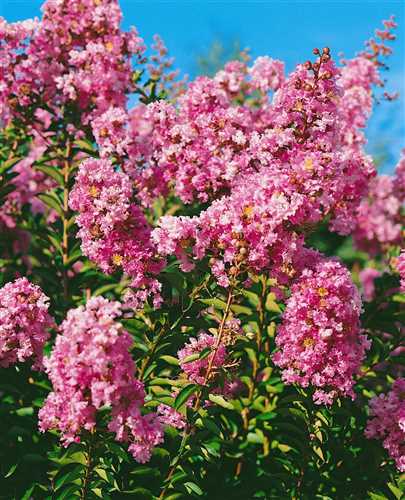 Lagerstroemia indica 'Petite Pink'® - Floragard Pflanzeninfothek