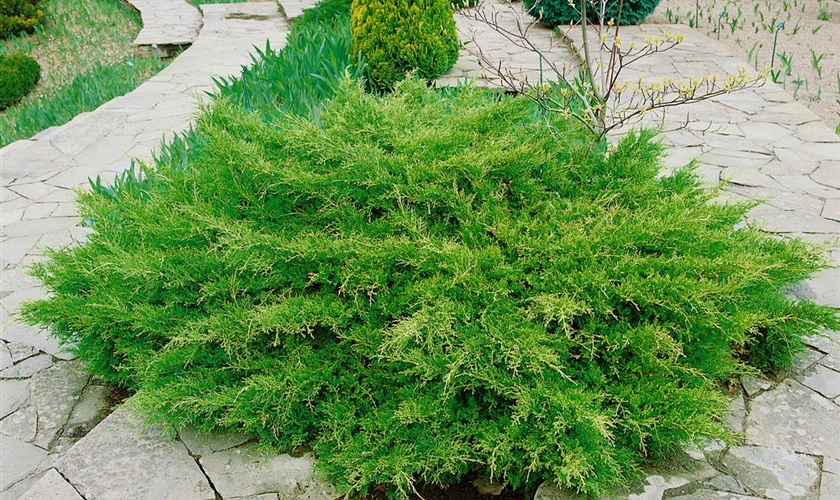 Gemeiner Wacholder - Floragard Pflanzeninfothek