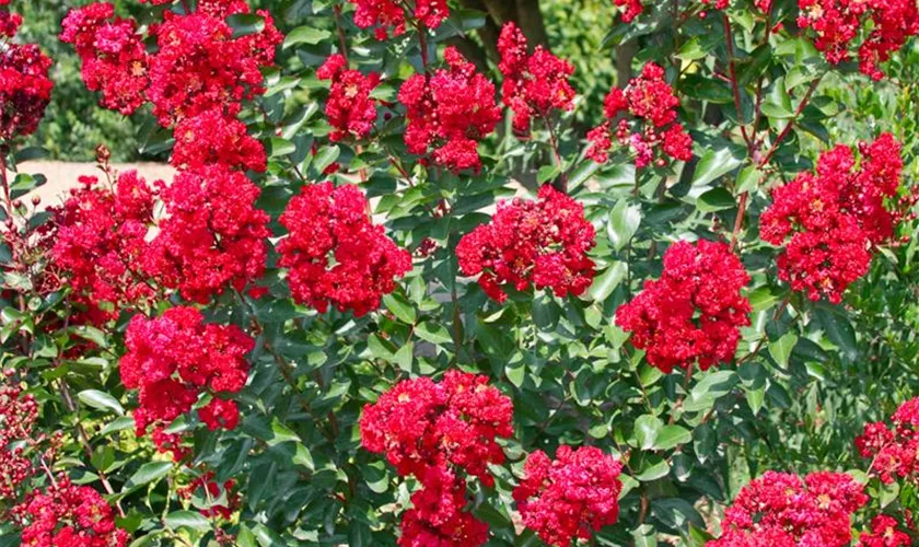 Lagaströmie 'Tightwad Red' Pflanze, Pflege & Tipps Floragard