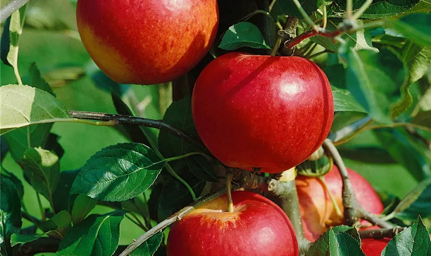 Malus domestica 'Fiesta' Pflanze, Pflege & Tipps Floragard