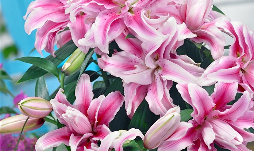 Orientalische Lilie 'Roselily'® - Floragard Pflanzeninfothek