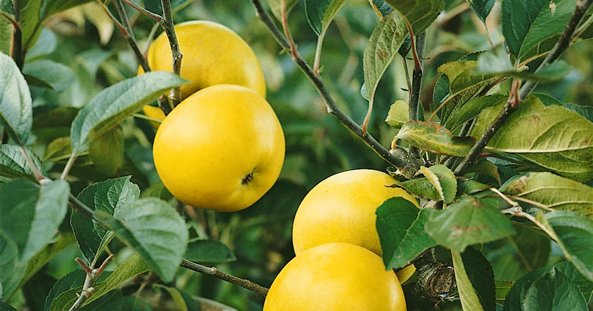 Apfel 'Signe Tillisch' Pflanze, Pflege & Tipps Floragard
