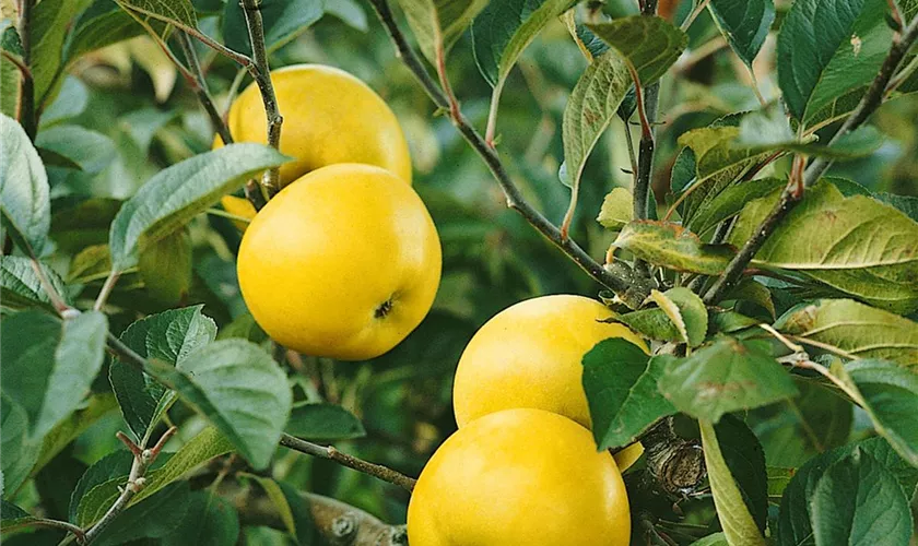 Apfel 'Signe Tillisch' Pflanze, Pflege & Tipps Floragard