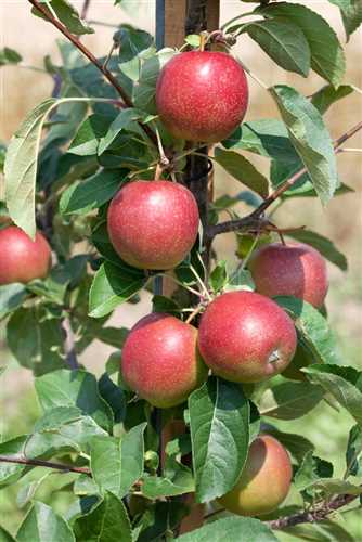 Apfel 'Summerred' - Floragard Pflanzeninfothek