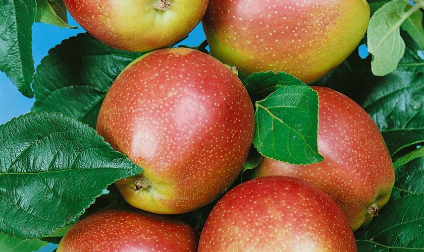 Apfel 'Summerred' - Floragard Pflanzeninfothek
