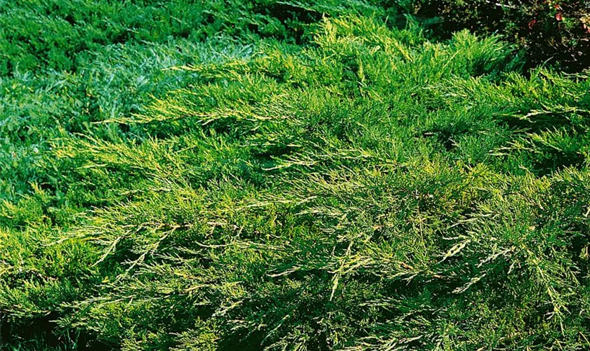 Chinesischer Wacholder 'Nick´s Compact' Pflanze, Pflege & Tipps Floragard