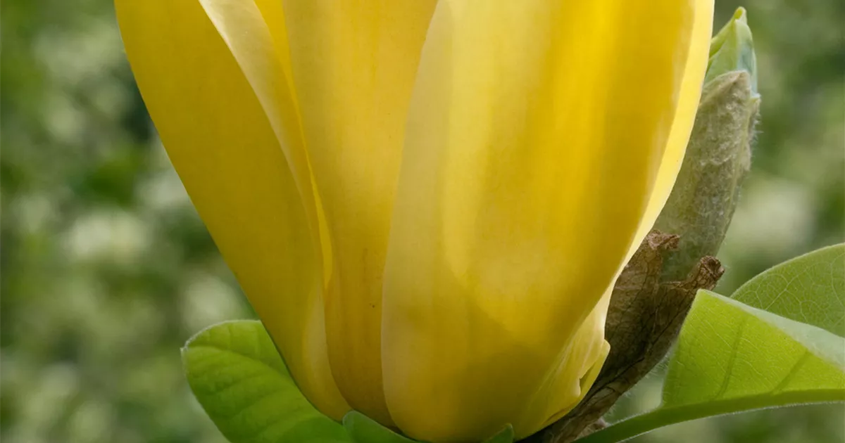 Magnolie 'Yellow Fever' Pflanze, Pflege & Tipps Floragard