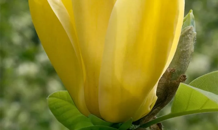 Magnolie 'Yellow Fever' Pflanze, Pflege & Tipps Floragard