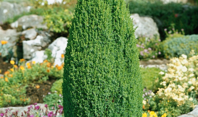 Gemeiner Wacholder - Floragard Pflanzeninfothek