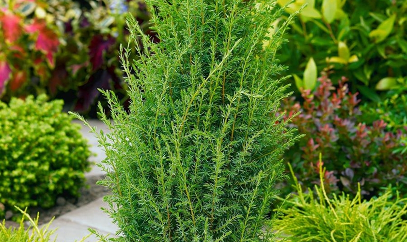 Gemeiner Wacholder - Floragard Pflanzeninfothek