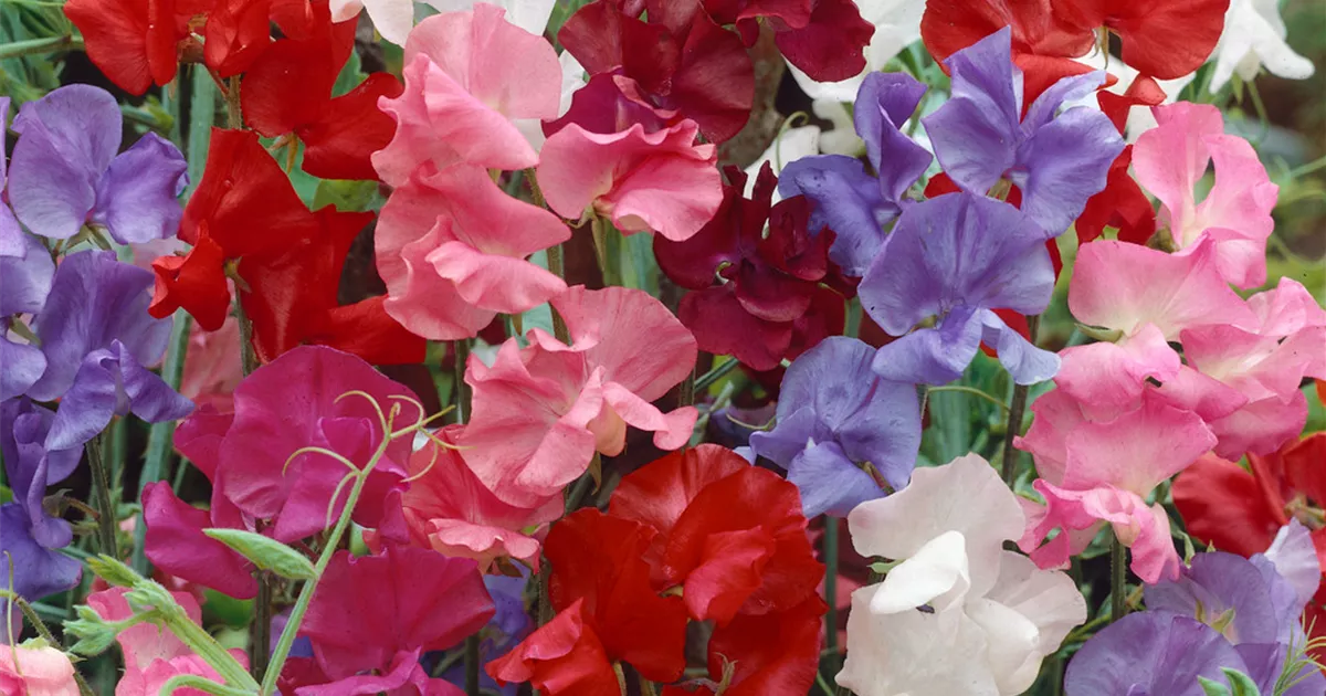 Duftwicke 'Cuthbertson Floribunda' Pflanze, Pflege & Tipps Floragard