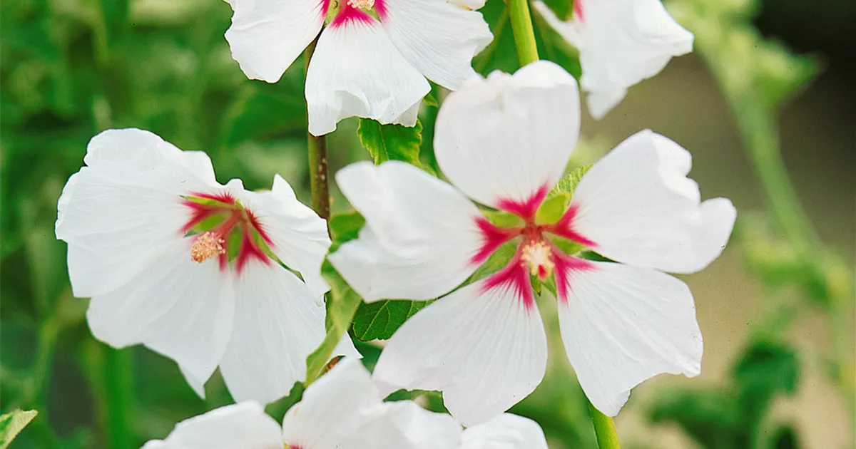 Garten-Busch-Malve 'Blushing Bride' Pflanze, Pflege & Tipps Floragard