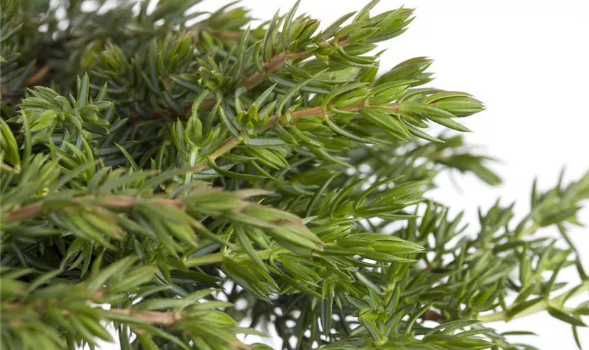 Juniperus communis 'Greenmantle', Stamm Pflanze, Pflege & Tipps Floragard