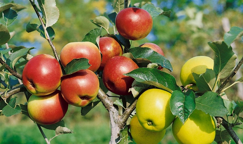 Kulturapfel - Floragard Pflanzeninfothek