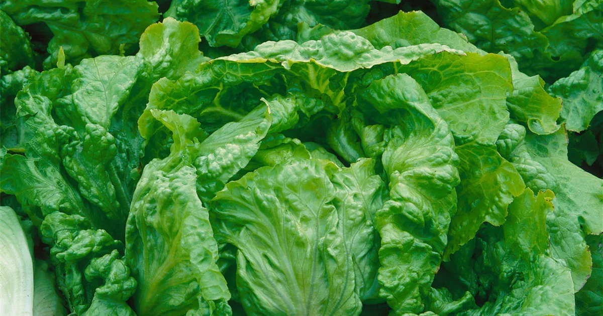 Batavia-Salat 'Leny' Pflanze, Pflege & Tipps Floragard