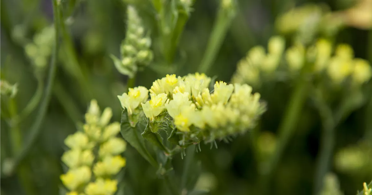Limonium sinuatum 'Fortress Yellow' Pflanze, Pflege & Tipps Floragard
