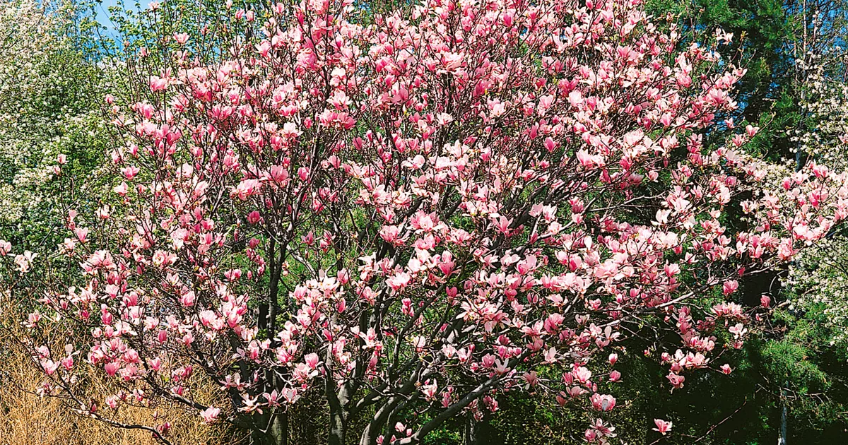 Magnolia x soulangiana 'Speciosa' Pflanze, Pflege & Tipps Floragard